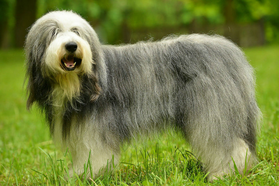 What Is A Sheepdog? | State of Opportunity